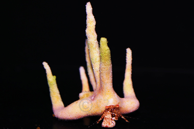 Staghorn Hermit Crab - Manucomplanus varians