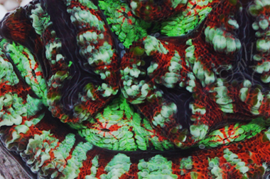 Wilson's Brain Coral - Symphyllia wilsoni