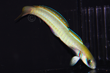 Zebra Barred Dartfish - Ptereleotris zebra