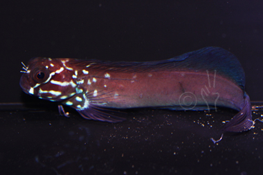Tribal Blenny - Ecsenius spp.