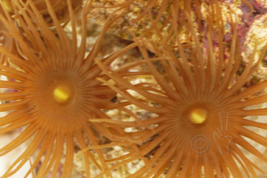 Yellow Polyps - Parazoanthus spp.