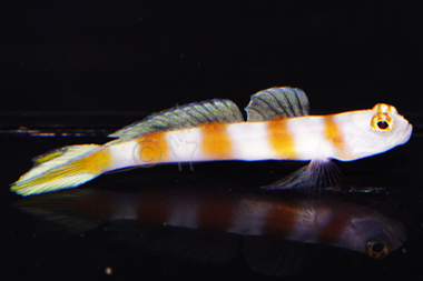 Flagtail Pinkbar Goby - Cryptocentrus yanoi