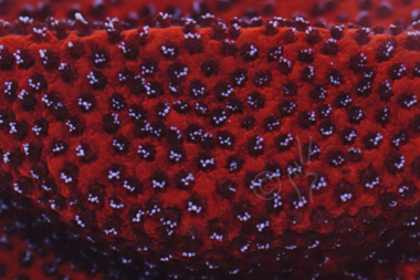 Blue Polyp Red Encrusting Montipora - Montipora spp.