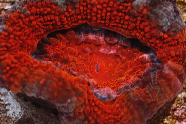 Red & Purple Acan - Acanthastrea lordhowensis