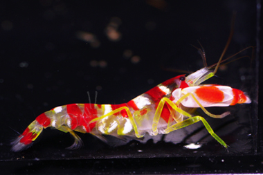 Candy Stripe Pistol Shrimp - Alpheus spp.
