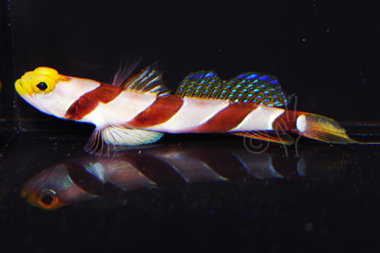 Yellow Rose Goby - Stonogobiops nematodes