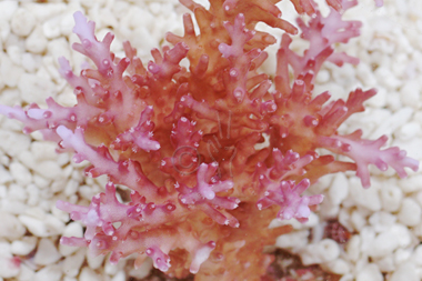 Red Dragon Acro - Cultured - Acropora spp.