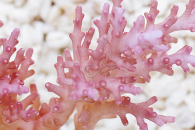 Red Dragon Acropora - Acropora spp.