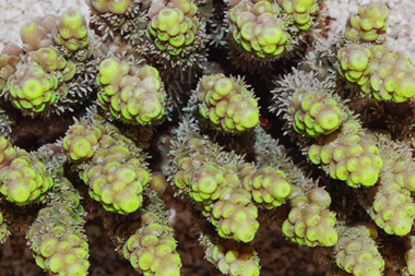 Green Acro Coral - Acropora spp.