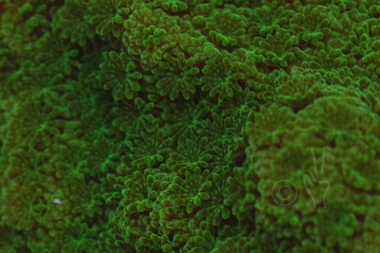 Green Encrusting Montipora - Montipora sp.