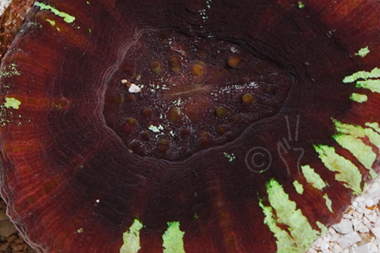 Aussie Scoly Button Coral - Scolymia australis