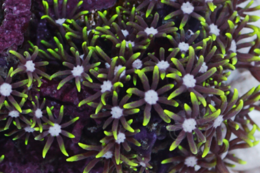 Green Star Polyps - Pachyclavularia spp.