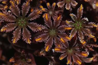 Orange Tipped Green Glove Polyps - Clavularia spp.