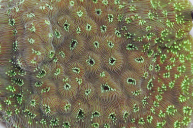 Green Flowering Pavona - Pavona maldivensis