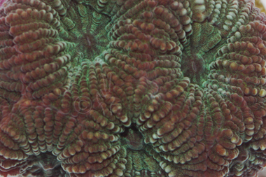 Green Favites Brain Coral - Favites spp.