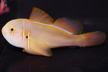 Citron Clown Goby - Gobiodon citrinus