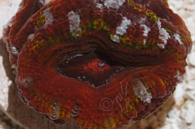 Aussie Acan Lord - Acanthastrea lordhowensis
