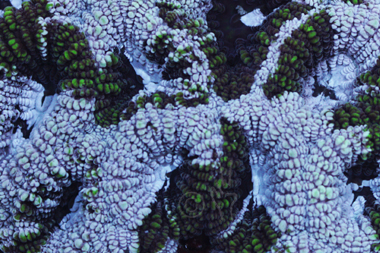 Purple and Green Favia Brain Coral - Favia spp.