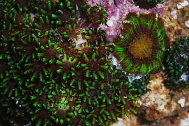 Blue Sympodium Polyps with Brain Coral - Sympodium spp.
