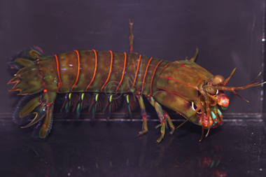 Purple Spot Mantis Shrimp - Gonodactylus smithii