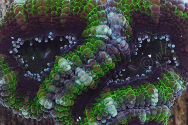 Green and Purple Acan Lord - Acanthastrea lordhowensis