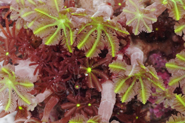Green Glove Polyps - Clavularia spp.