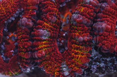 Red Rainbow Acan Lord - Acanthastrea lordhowensis