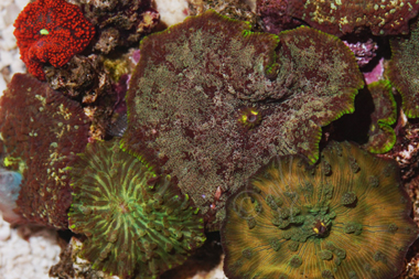 Assorted Color Mushroom - Actinodiscus spp., Rhodactis spp.