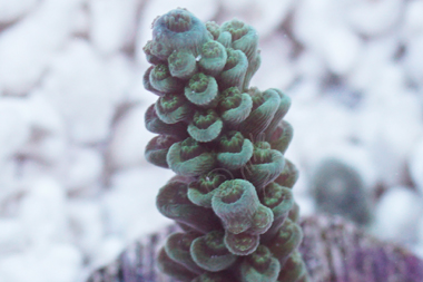 Blue-Green Acropora Staghorn - Acropora spp.