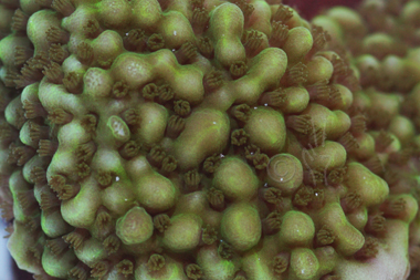 Green Encrusting Monti - Montipora sp.