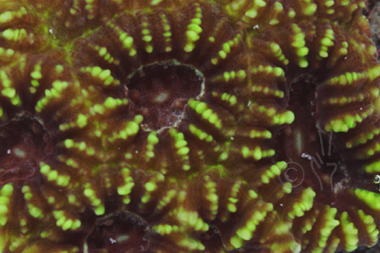 Gold Striped Favia Brain Coral - Favia spp.