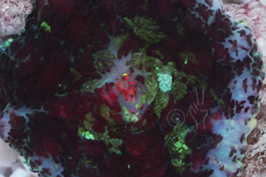 Rainbow Bullseye Mushroom - Rhodactis spp.