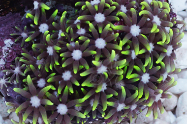 Green Star Polyps - Pachyclavularia spp.