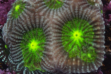 Green Favites Brain Coral - Favites spp.
