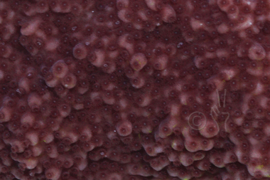 Encrusting Montipora - Montipora nodosa