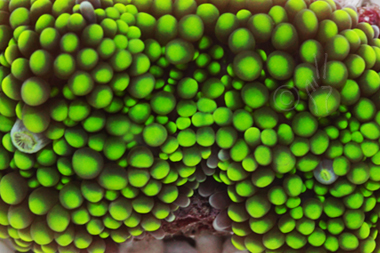 Neon Green Ricordea Florida - Ricordea florida