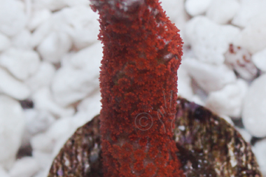 Emerald Fire Montipora Digitata - Montipora digitata