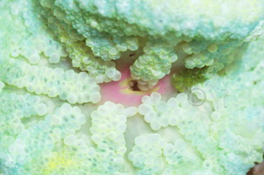 Pink Mouthed Blue, Green & Yellow Maxi-Mini Pizza Anemone ...