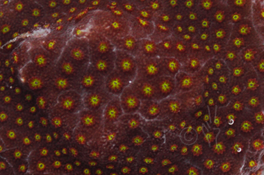 Yellow Polyp Montipora Encrusting - Montipora spp.