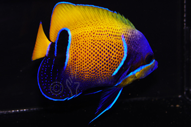 Majestic Angelfish - Pomacanthus (Euxiphipops) navarchus