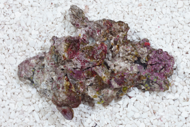 Pukani Live Rock - Scleractinia