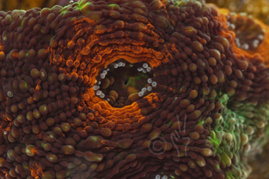 Autumn Acan - Acanthastrea echinata