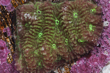 Green Favites Brain Coral - Favites spp.