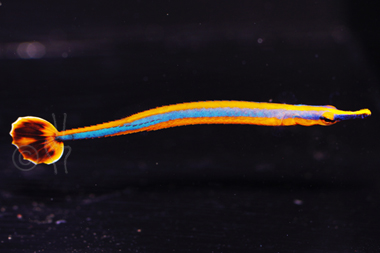 Blue Stripe Pipefish - Doryrhamphus excisus