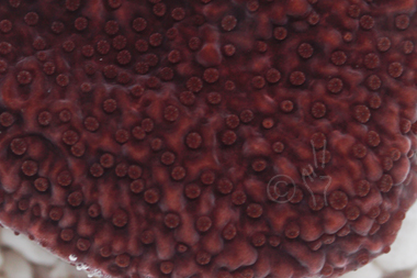 Red Encrusting Monti - Montipora nodosa
