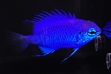 Springer's Damsel - Chrysiptera springeri