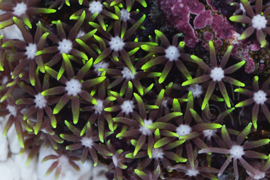 Green Star Polyps - Pachyclavularia spp.