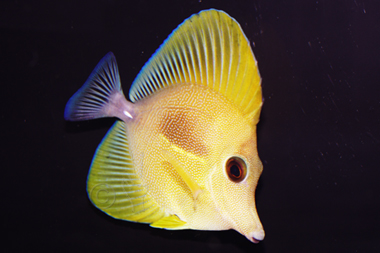 Yellow Scopas Tang - Zebrasoma scopas var.