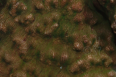 Green Ruffled Ridge Coral - Merulina ampliata
