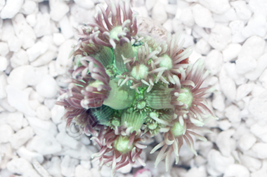 Green Flower Pot Coral - Goniopora spp.